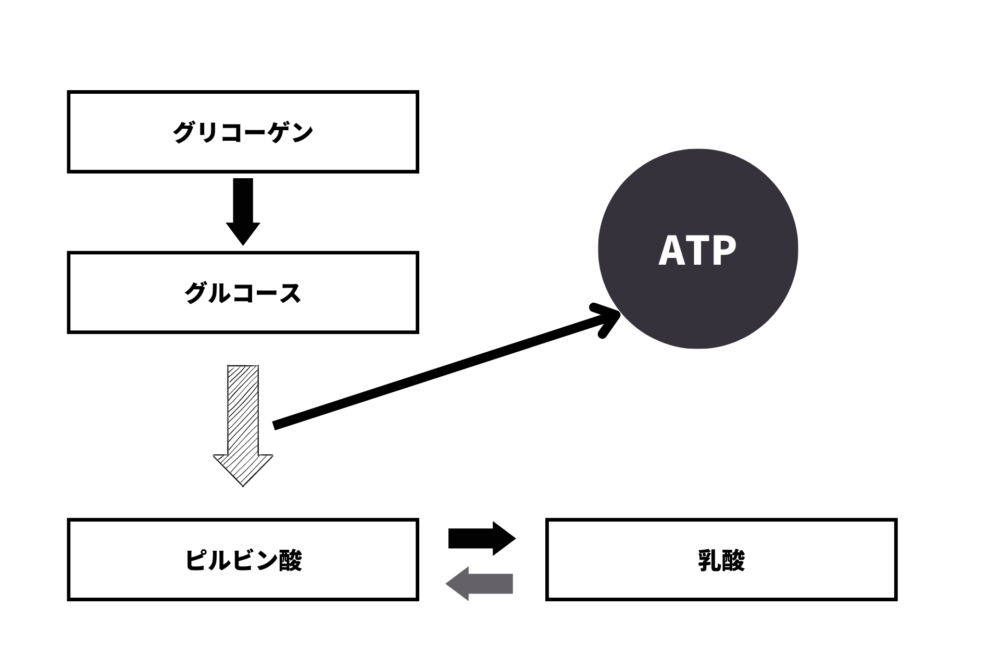 ATPとはいったい何なのか？体内における働きをわかりやすく解説